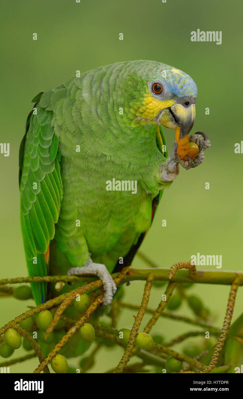 Orange-winged Parrot (Amazona amazonica) feeding on palm fruit, Amazon ...