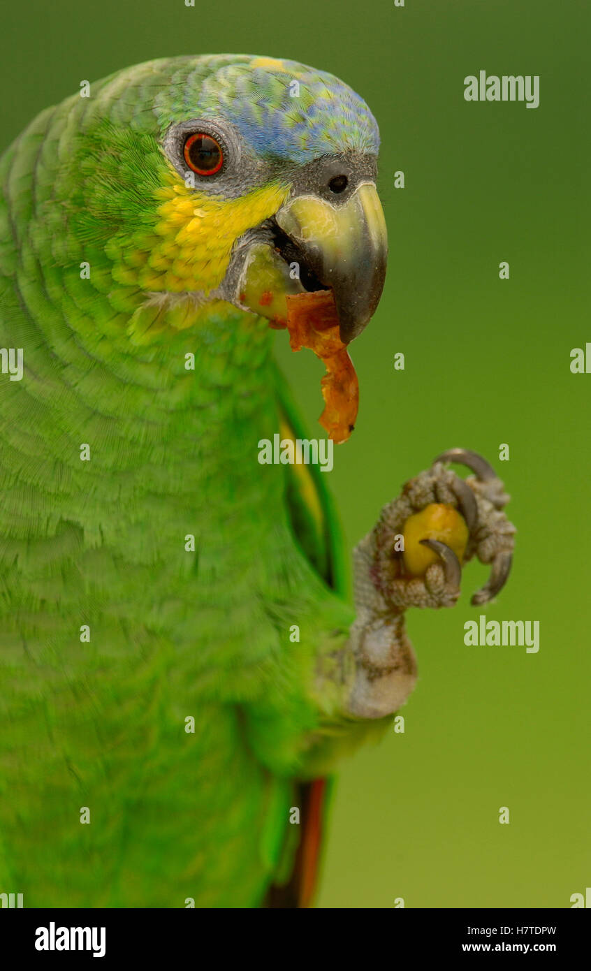 Orange-winged Parrot (Amazona amazonica) perching, Amazon rainforest ...