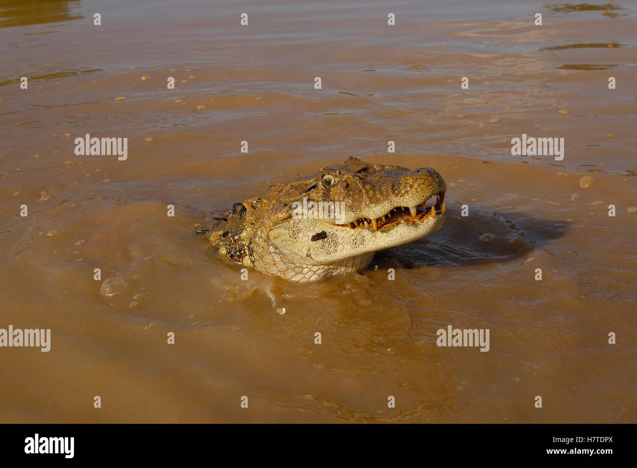 Broad-snouted Caiman (Caiman latirostris) emerging from swamp, South ...