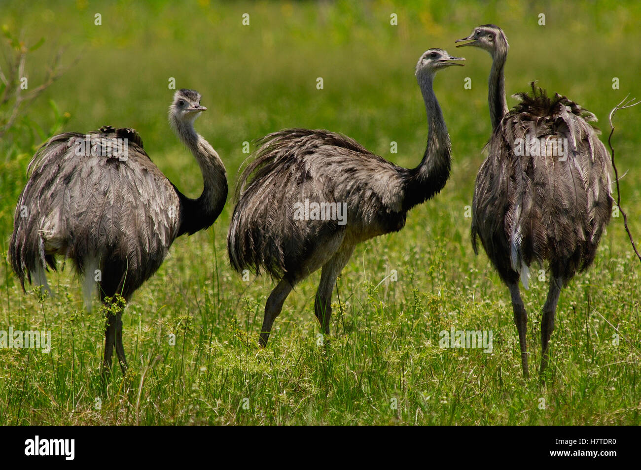 Greater Rhea (Rhea americana) trio in field, Pantanal, Brazil Stock Photo - Alamy