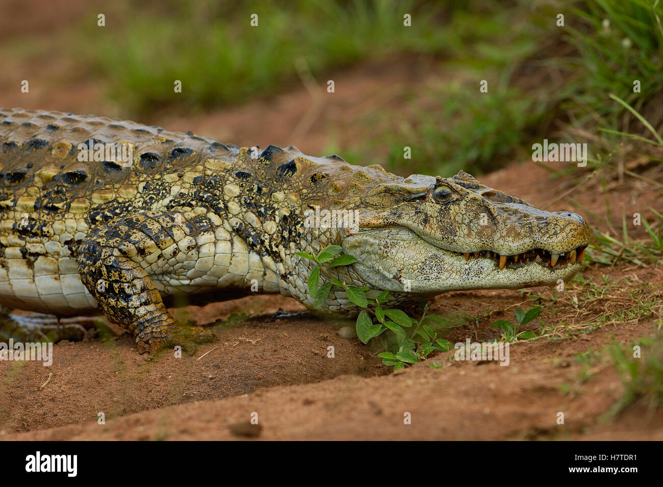 Broad-snouted Caiman (Caiman latirostris) portrait, South America Stock ...