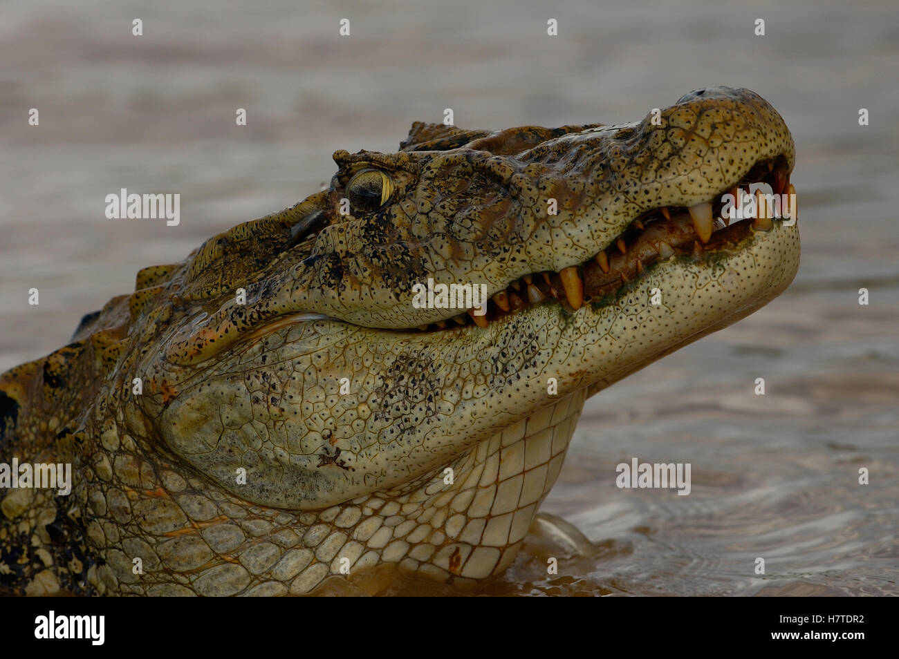 Broad-snouted Caiman (Caiman latirostris) emerging from swamp, South ...