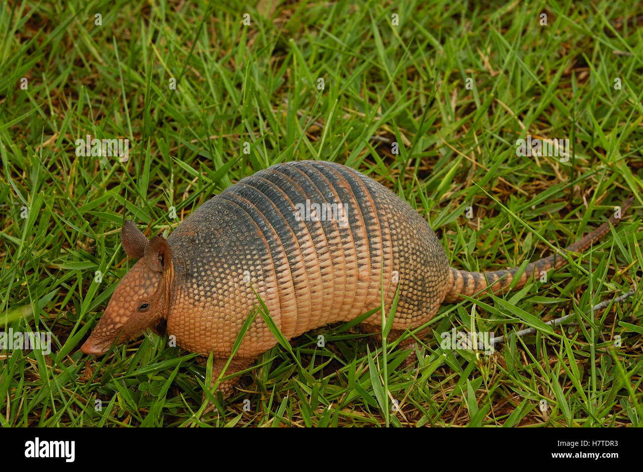 Nine-banded Armadillo (Dasypus novemcinctus) in grass, Pantanal, Brazil ...