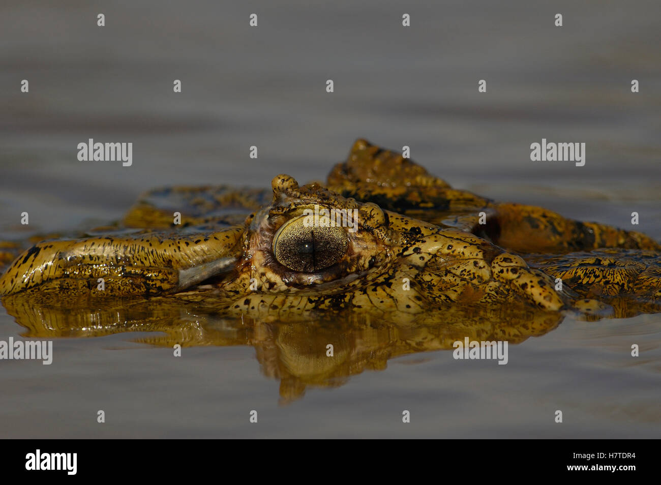 Broad-snouted Caiman (Caiman latirostris) emerging from swamp, South ...