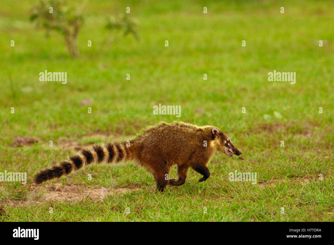 Coatimundi (Nasua nasua) running, central Pantanal, Brazil Stock Photo ...