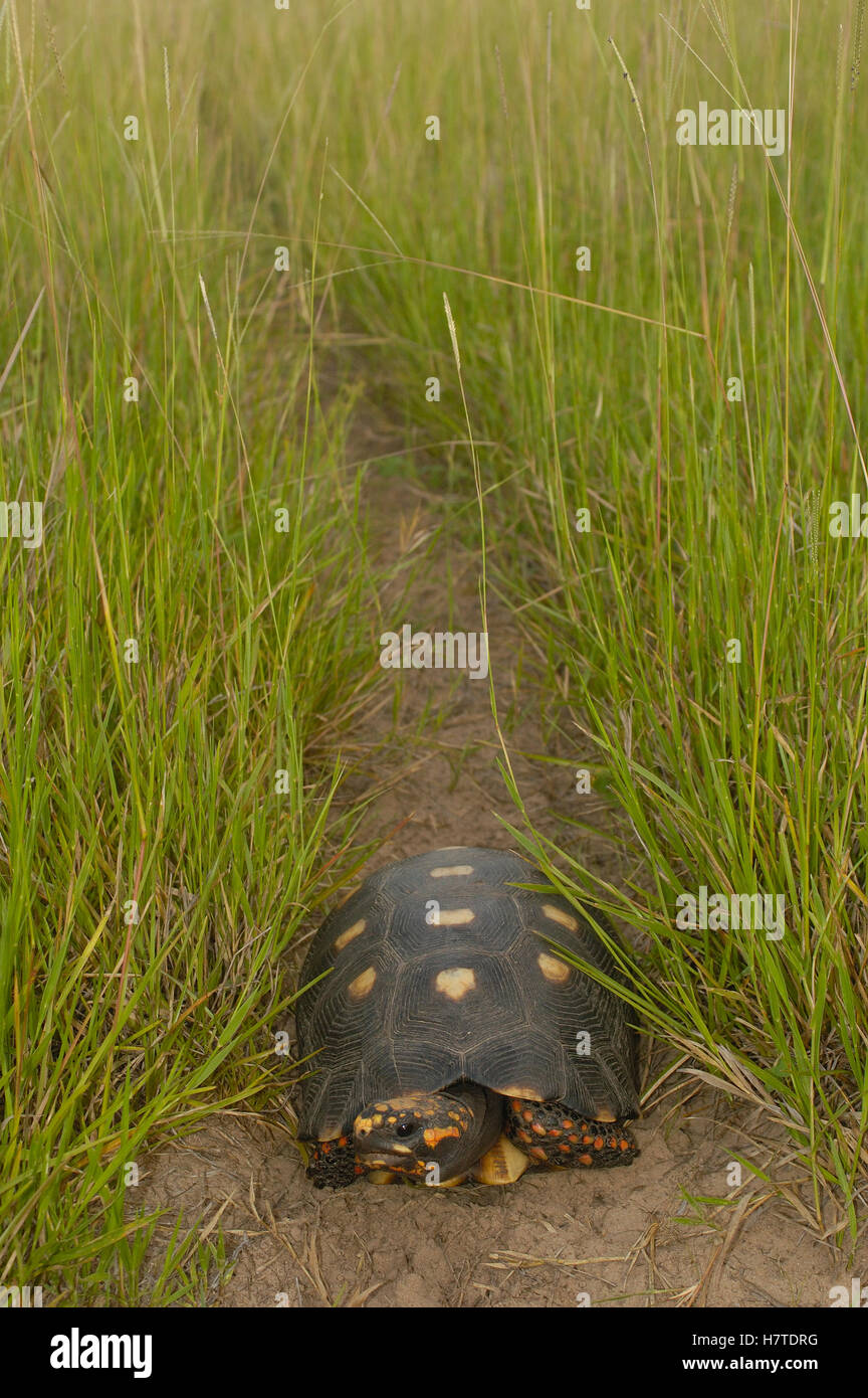 Red-footed Tortoise (Geochelone carbonaria) in middle of a foot path ...