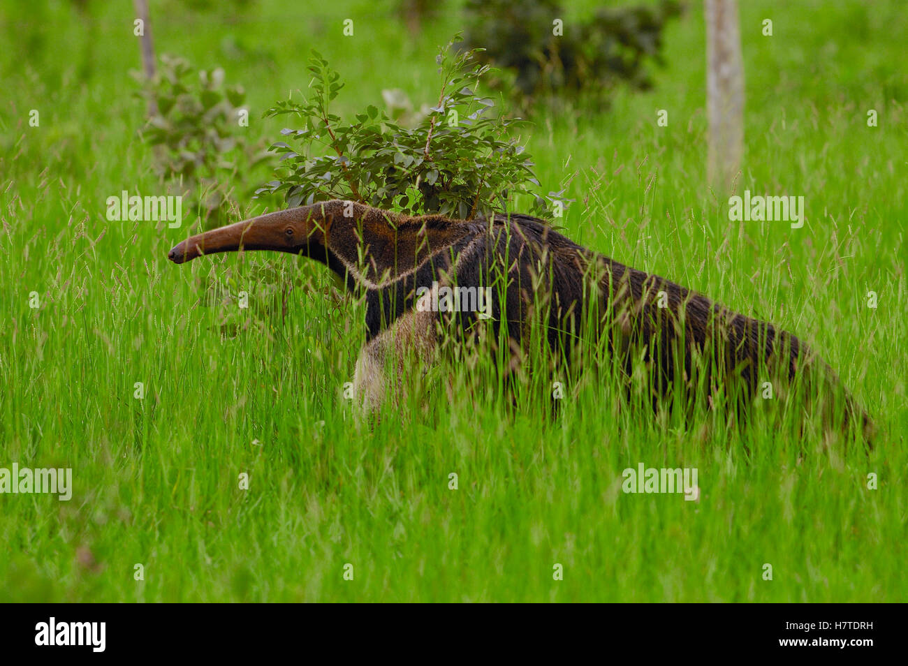 Giant Anteater (Myrmecophaga tridactyla) walking through tall grass ...