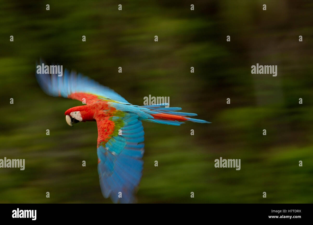 Red and Green Macaw (Ara chloroptera) flying, Cerrado habitat, Mato ...