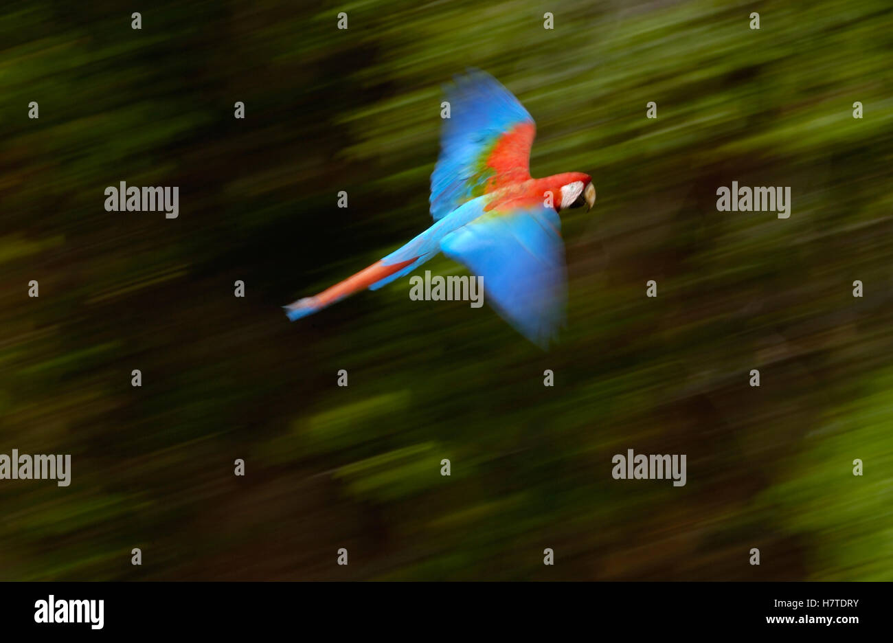 Red and Green Macaw (Ara chloroptera) flying, Cerrado habitat, Mato ...