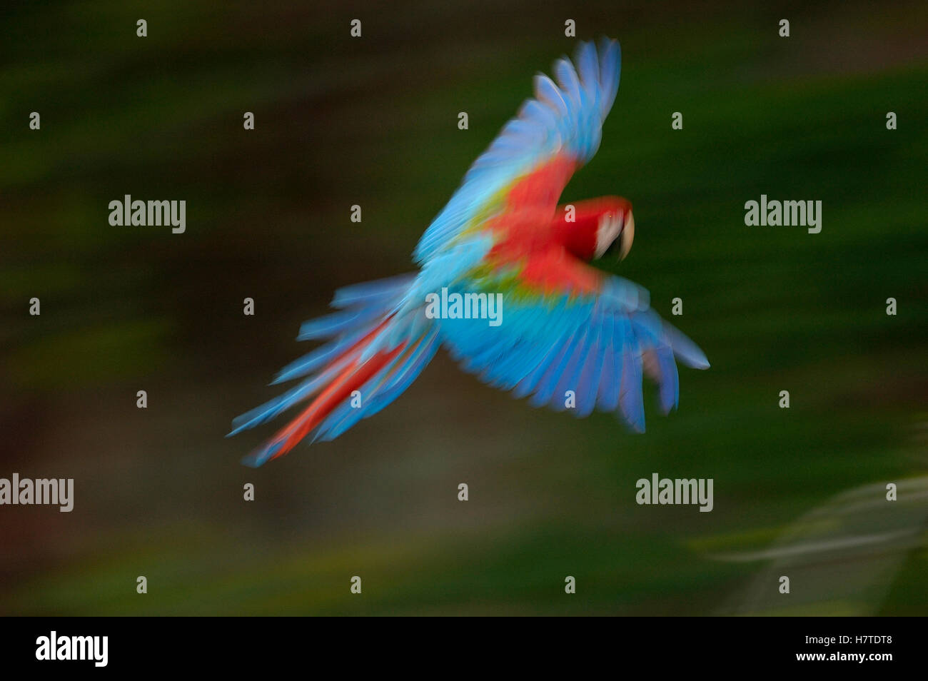 Red and Green Macaw (Ara chloroptera) flying, Cerrado habitat, Mato ...