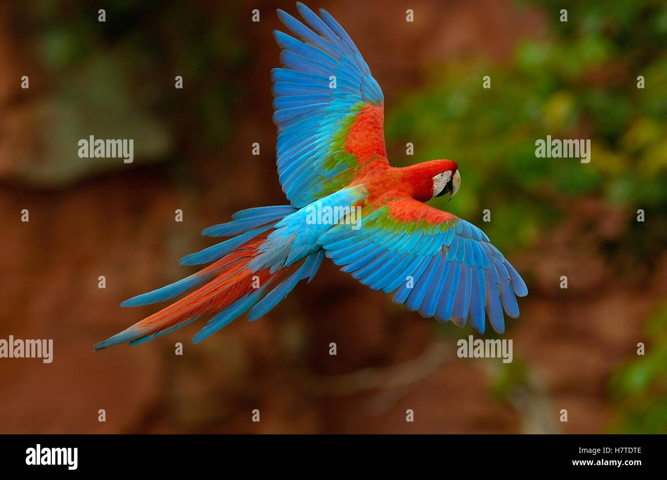 Red and Green Macaw (Ara chloroptera) flying, Cerrado habitat, Mato ...