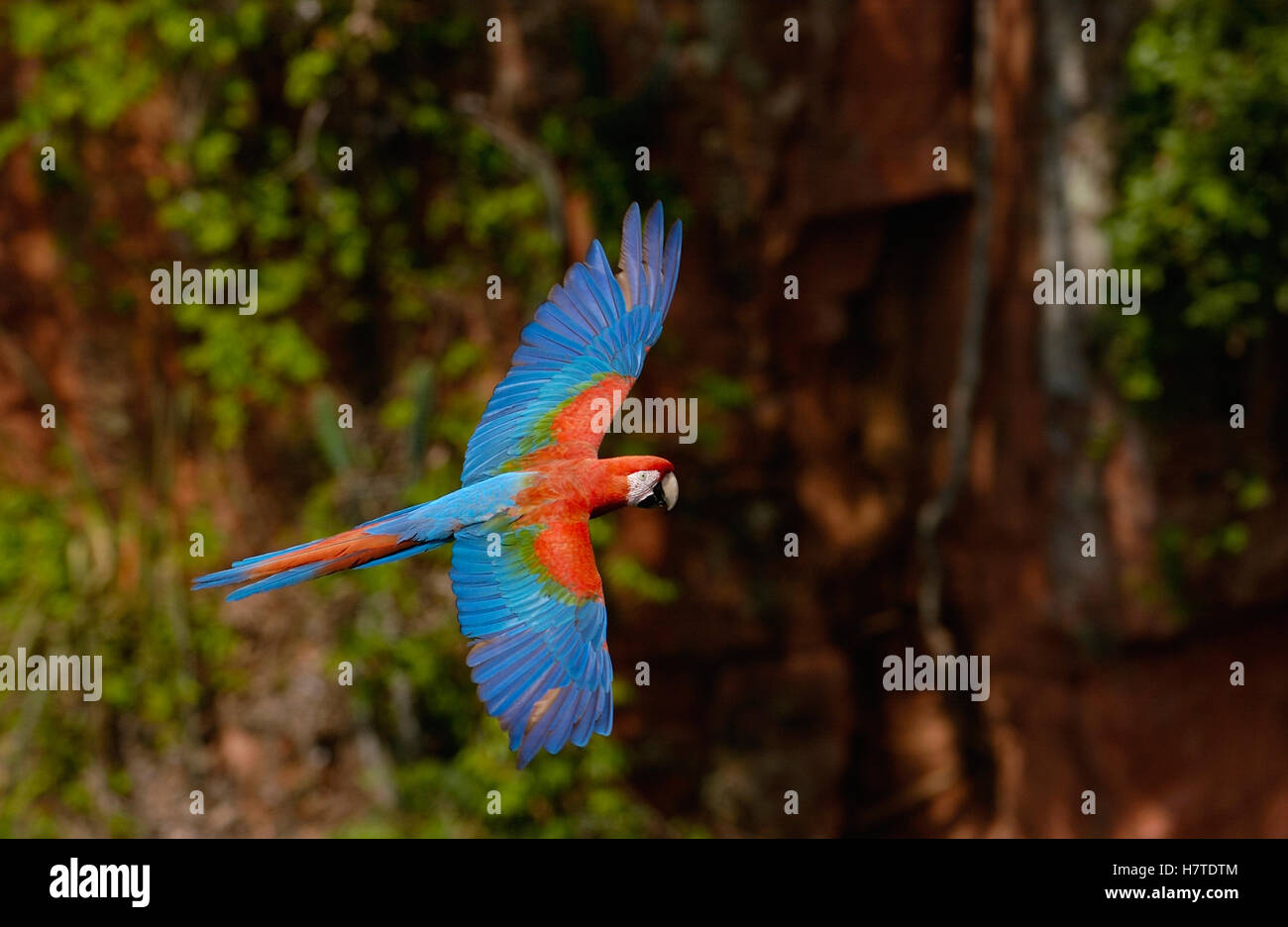 Red and Green Macaw (Ara chloroptera) flying, Cerrado habitat, Mato ...