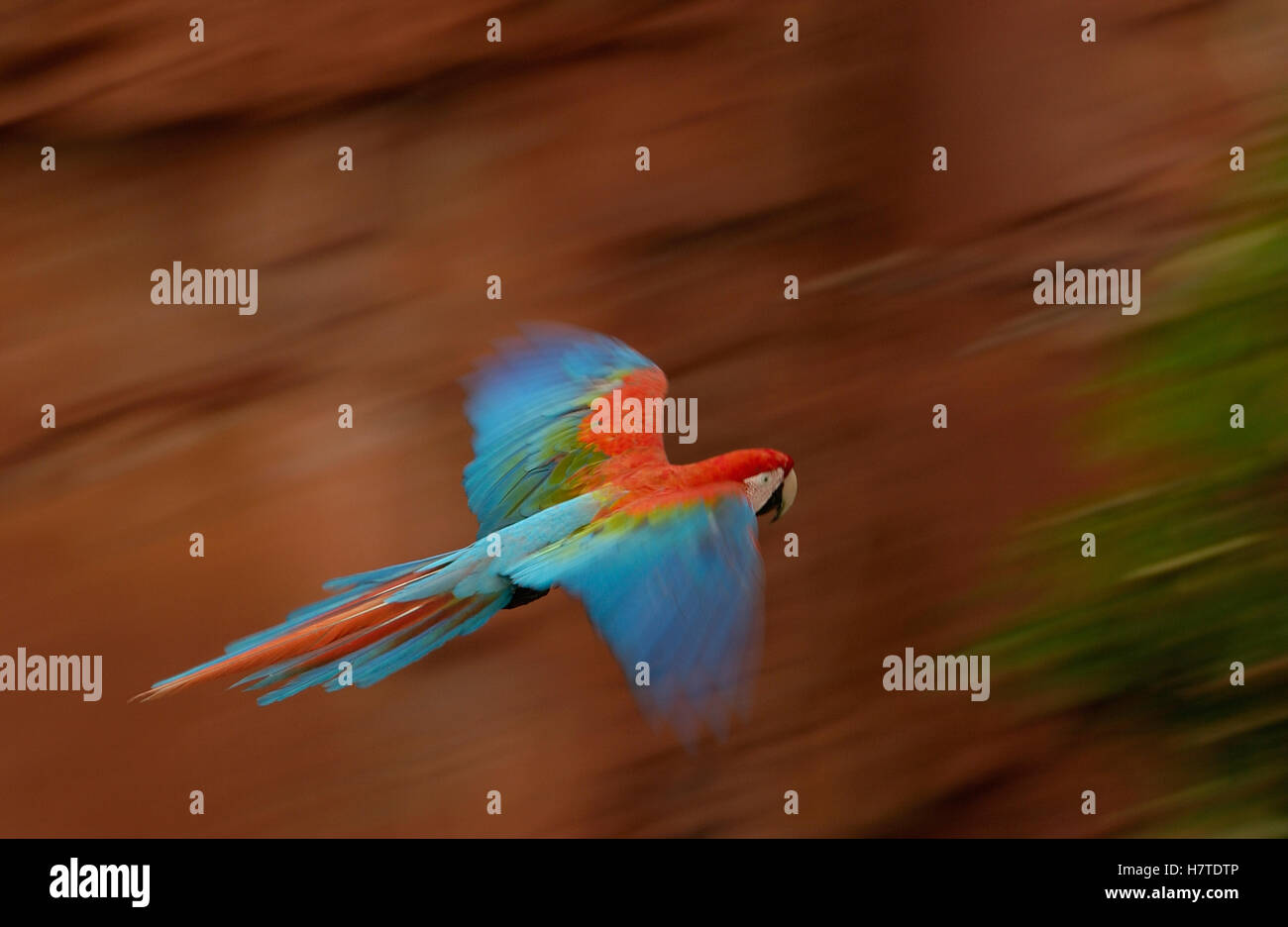 Red and Green Macaw (Ara chloroptera) flying, Cerrado habitat, Mato ...