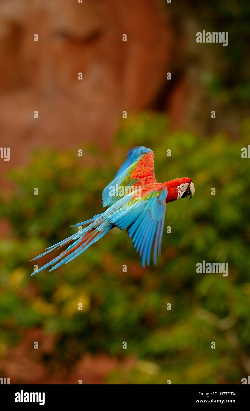 Red and Green Macaw (Ara chloroptera) flying, Cerrado habitat, Mato ...