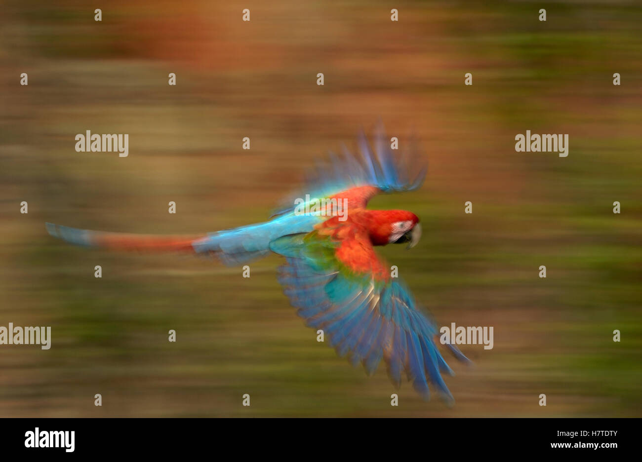 Red and Green Macaw (Ara chloroptera) flying, Cerrado habitat, Mato ...