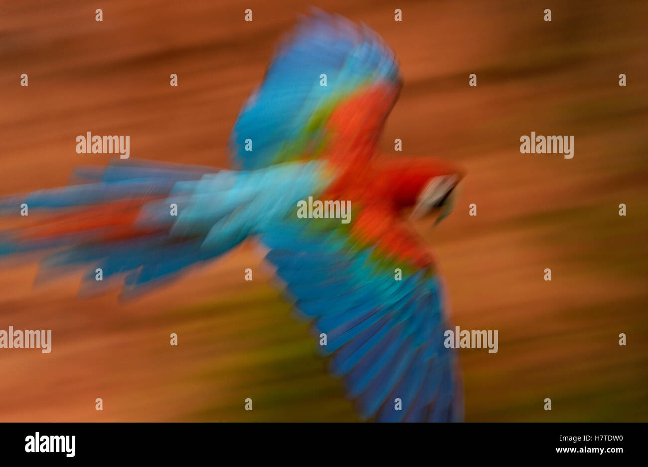 Red and Green Macaw (Ara chloroptera) flying, Cerrado habitat, Mato ...