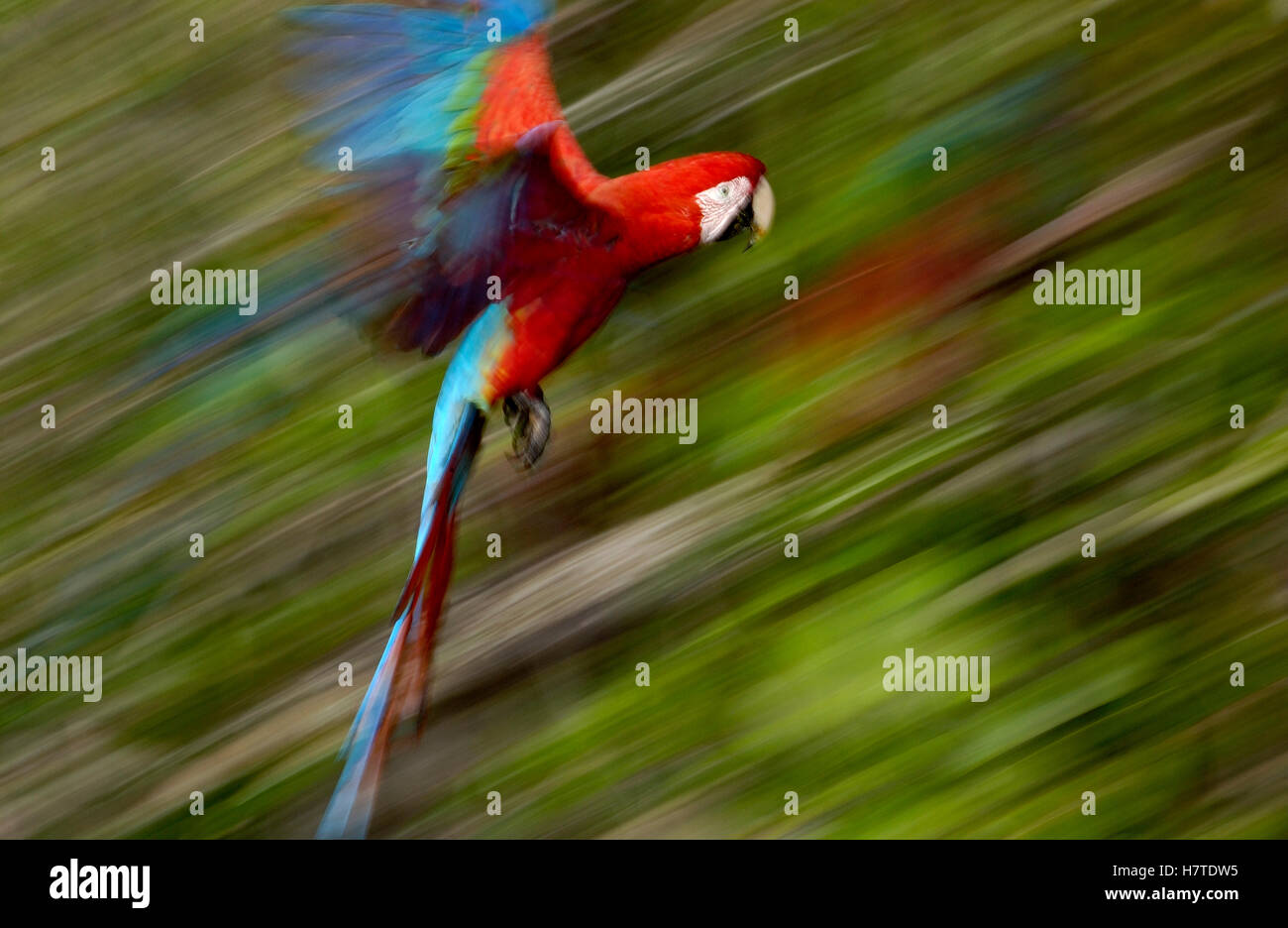 Red and Green Macaw (Ara chloroptera) flying, Cerrado habitat, Mato ...