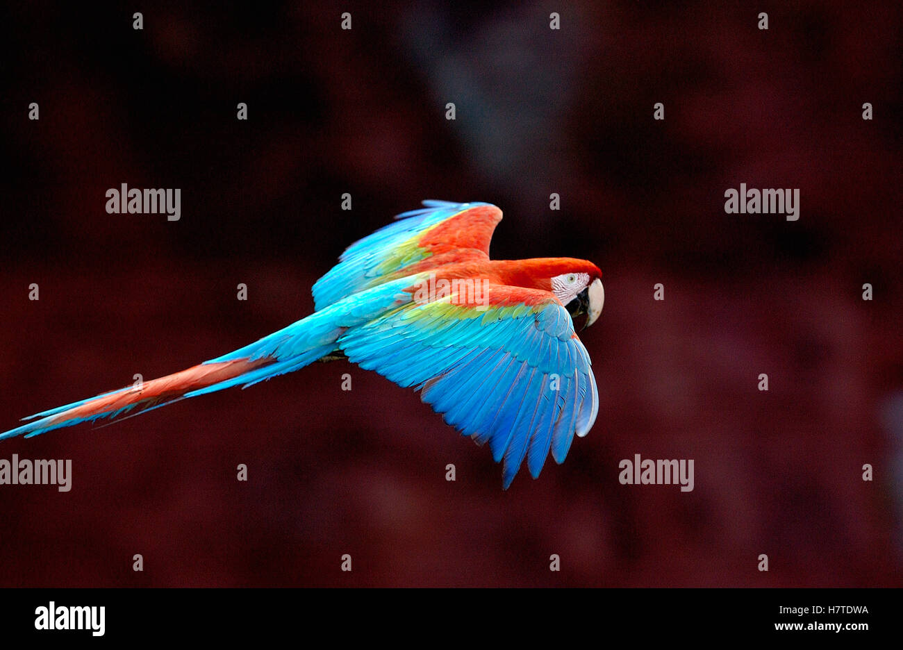 Red and Green Macaw (Ara chloroptera) flying, Cerrado habitat, Mato ...