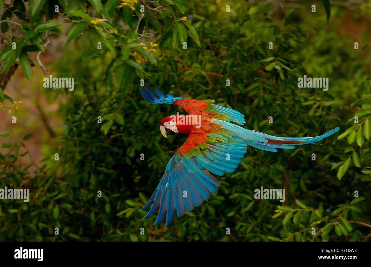 Red and Green Macaw (Ara chloroptera) flying, Cerrado habitat, Mato ...