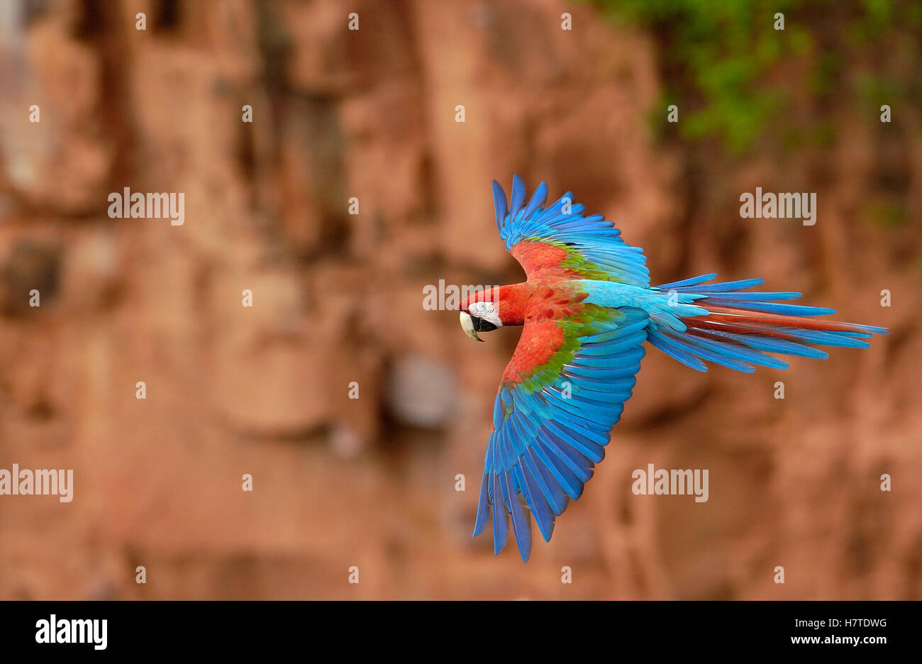 Red and Green Macaw (Ara chloroptera) flying, Cerrado habitat, Mato ...