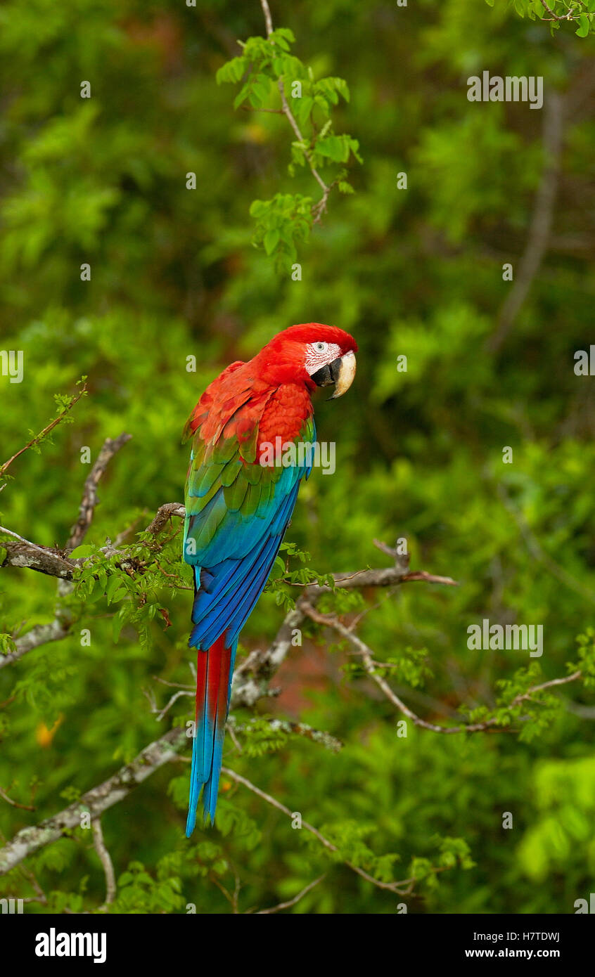 Red and Green Macaw (Ara chloroptera) perching, Cerrado habitat, Mato ...