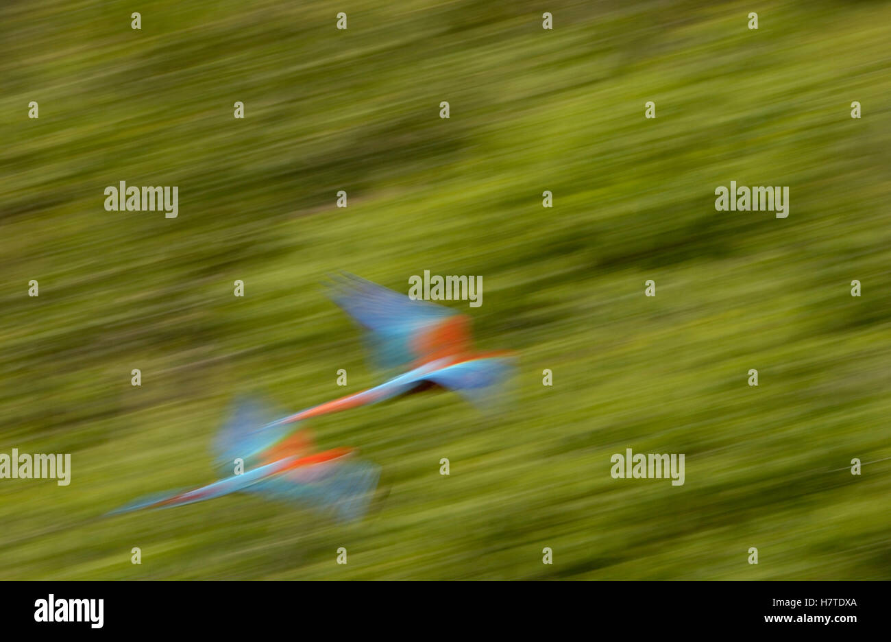 Red and Green Macaw (Ara chloroptera) pair flying, Cerrado habitat ...