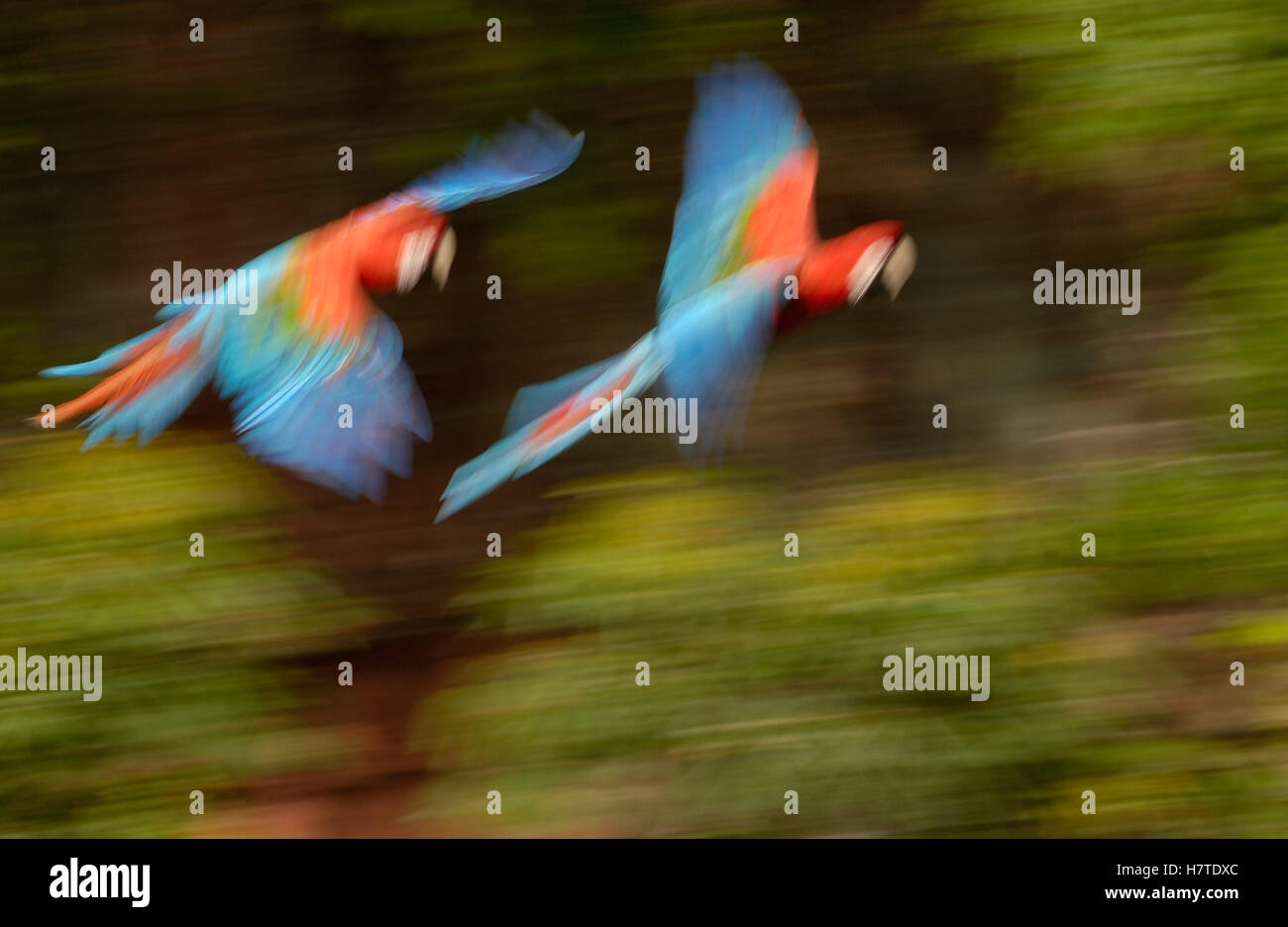 Red and Green Macaw (Ara chloroptera) pair flying, Cerrado habitat ...