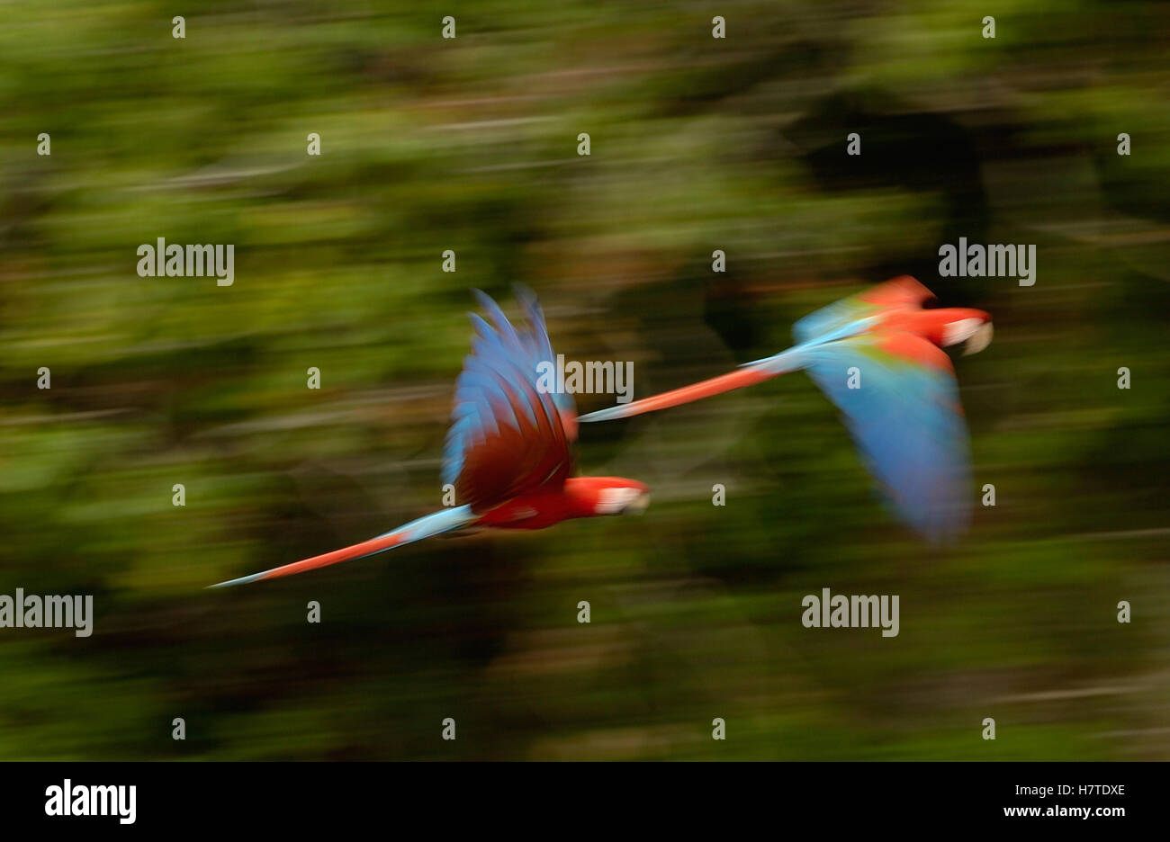 Red and Green Macaw (Ara chloroptera) pair flying, Cerrado habitat ...