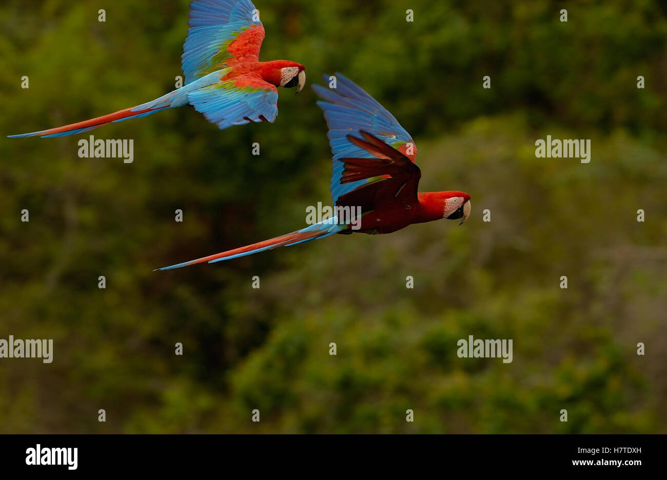 Red and Green Macaw (Ara chloroptera) pair flying, Cerrado habitat ...