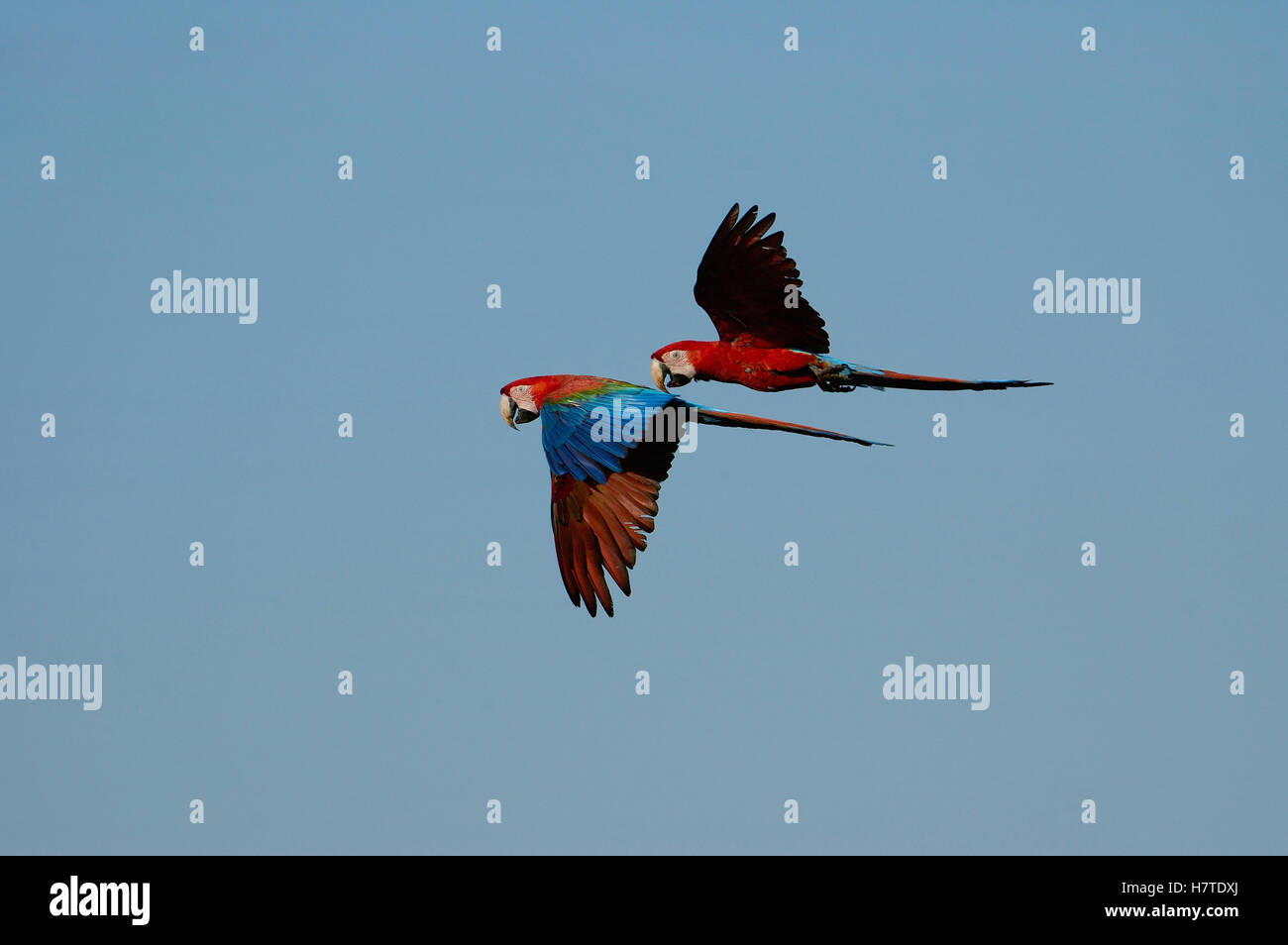 Red and Green Macaw (Ara chloroptera) pair flying, Cerrado habitat ...
