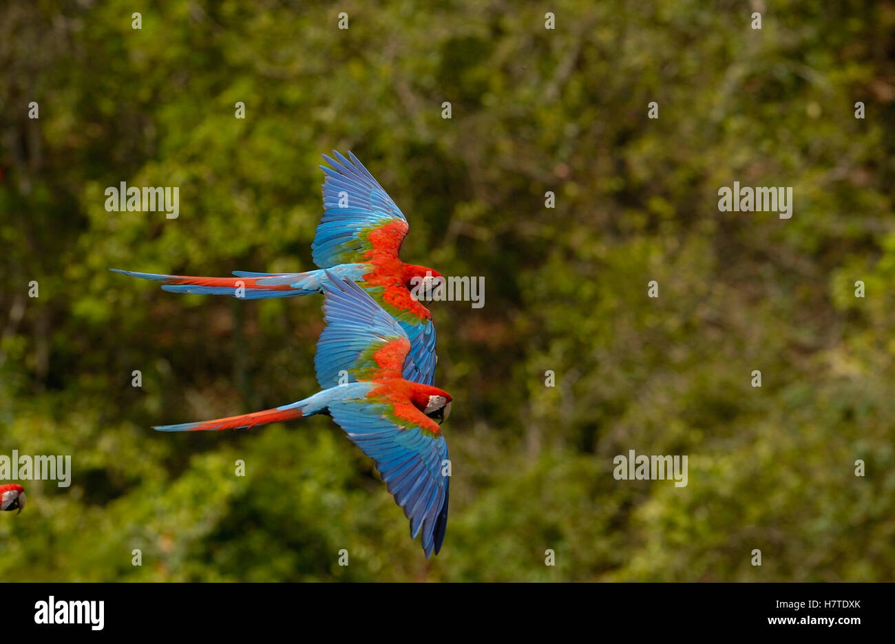 Red and Green Macaw (Ara chloroptera) pair flying, Cerrado habitat ...