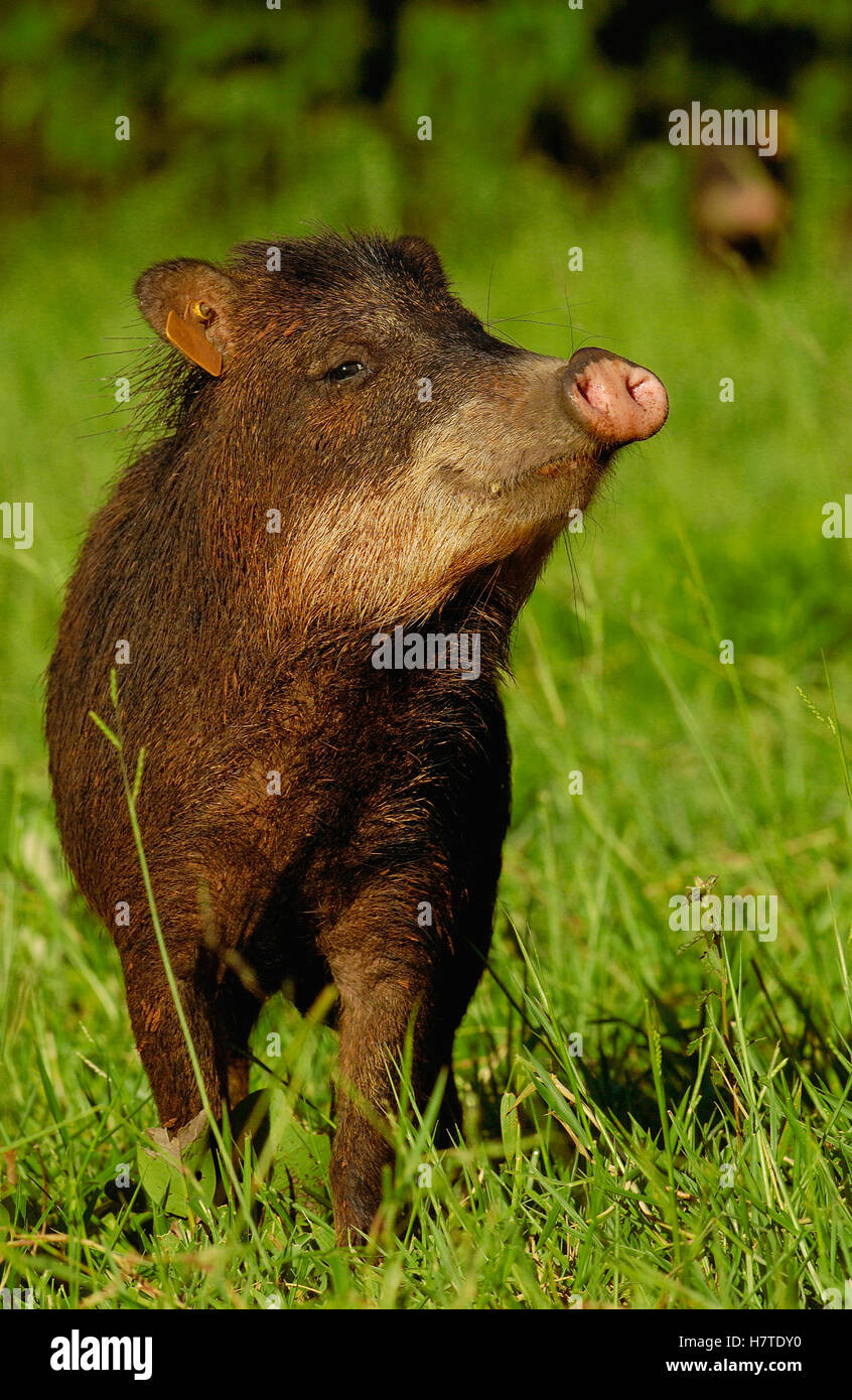 White-lipped Peccary (Tayassu pecari), Brazil Stock Photo - Alamy