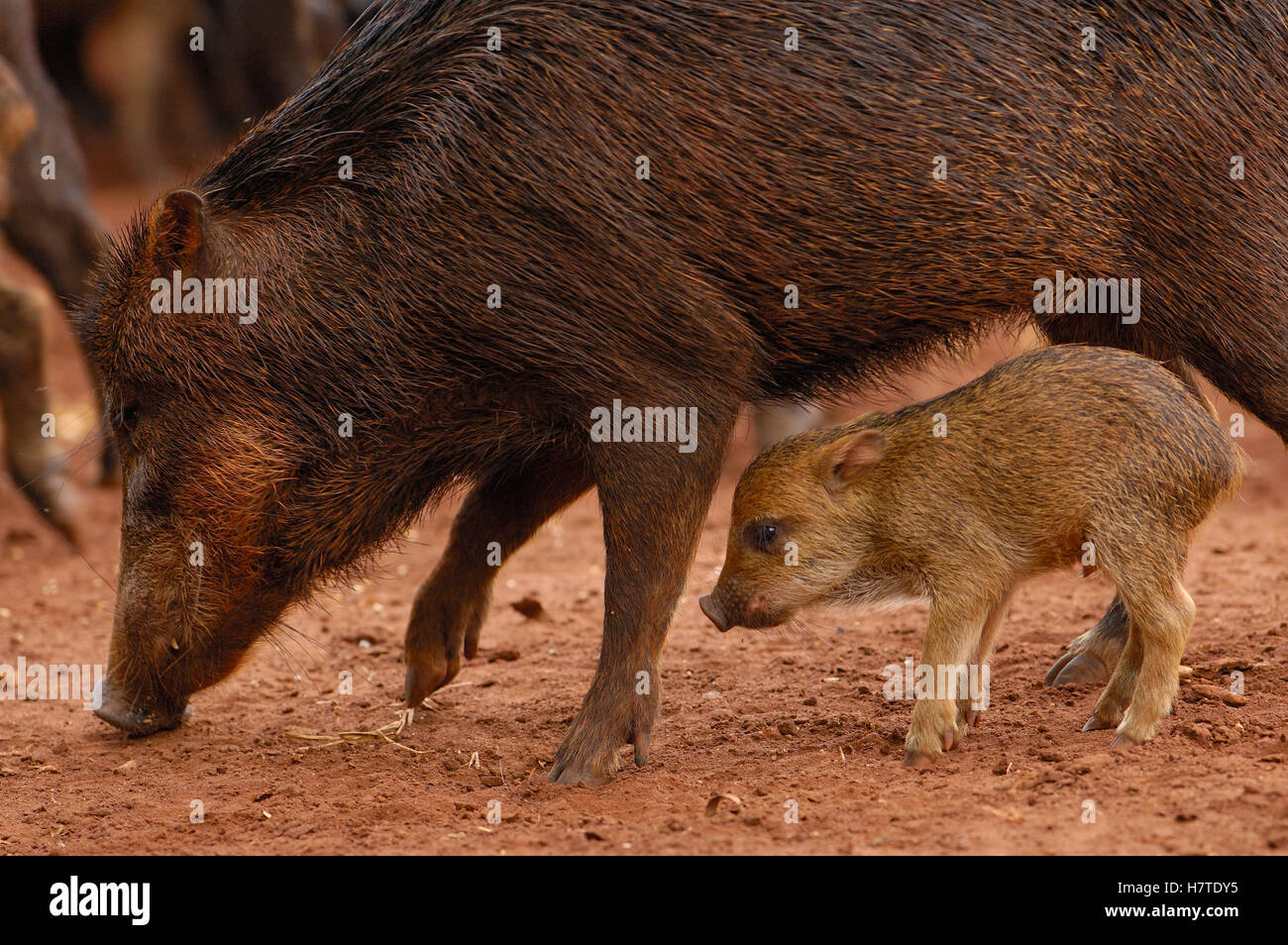White-lipped Peccary (Tayassu pecari) mother and piglet standing in ...