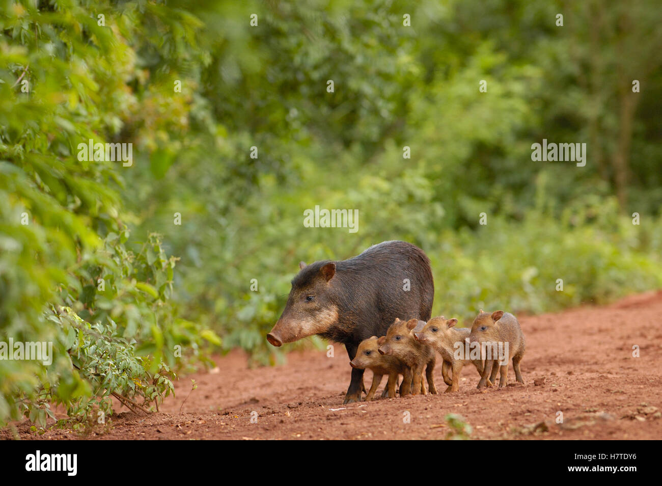 White-lipped Peccary (Tayassu pecari) mother and four piglets, Brazil ...