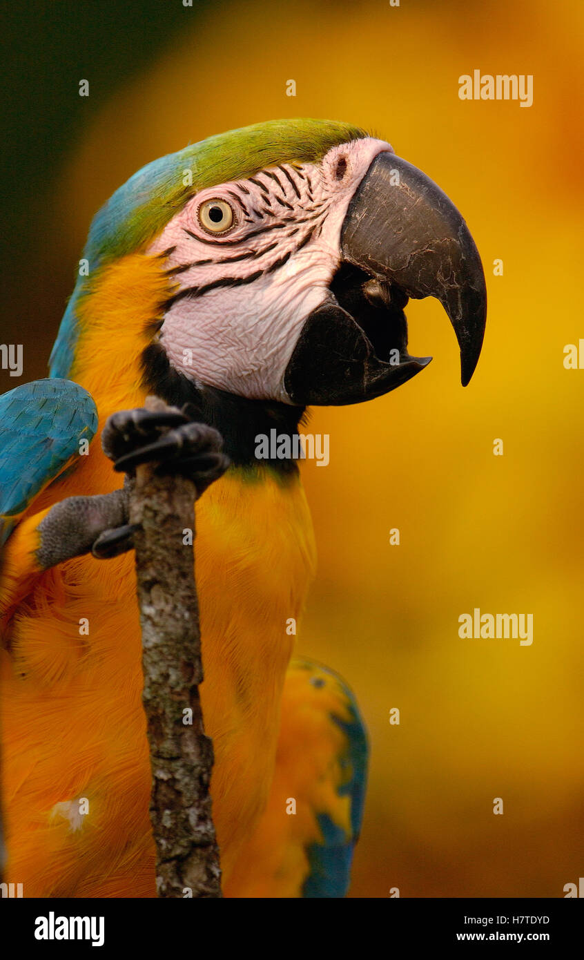Blue and Yellow Macaw (Ara ararauna) portrait, native to Amazon ...