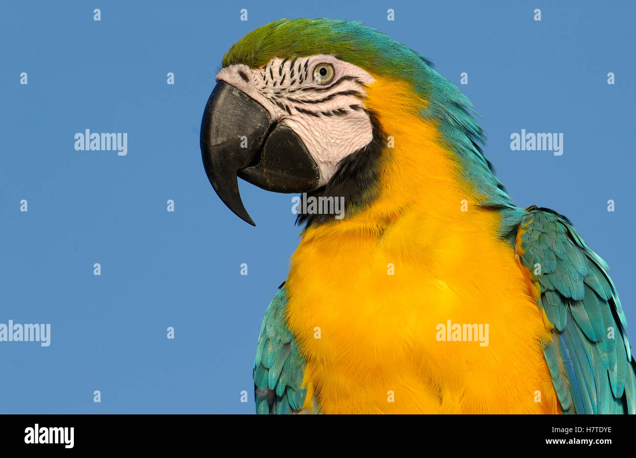 Blue and Yellow Macaw (Ara ararauna) portrait, native to Amazon ...