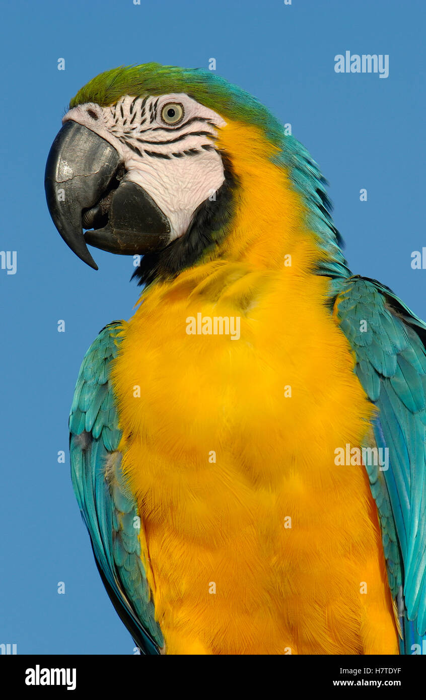 Blue and Yellow Macaw (Ara ararauna) portrait, native to Amazon ...