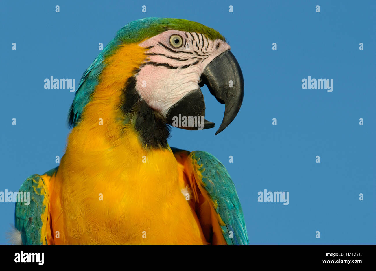 Blue and Yellow Macaw (Ara ararauna) portrait, native to Amazon ...