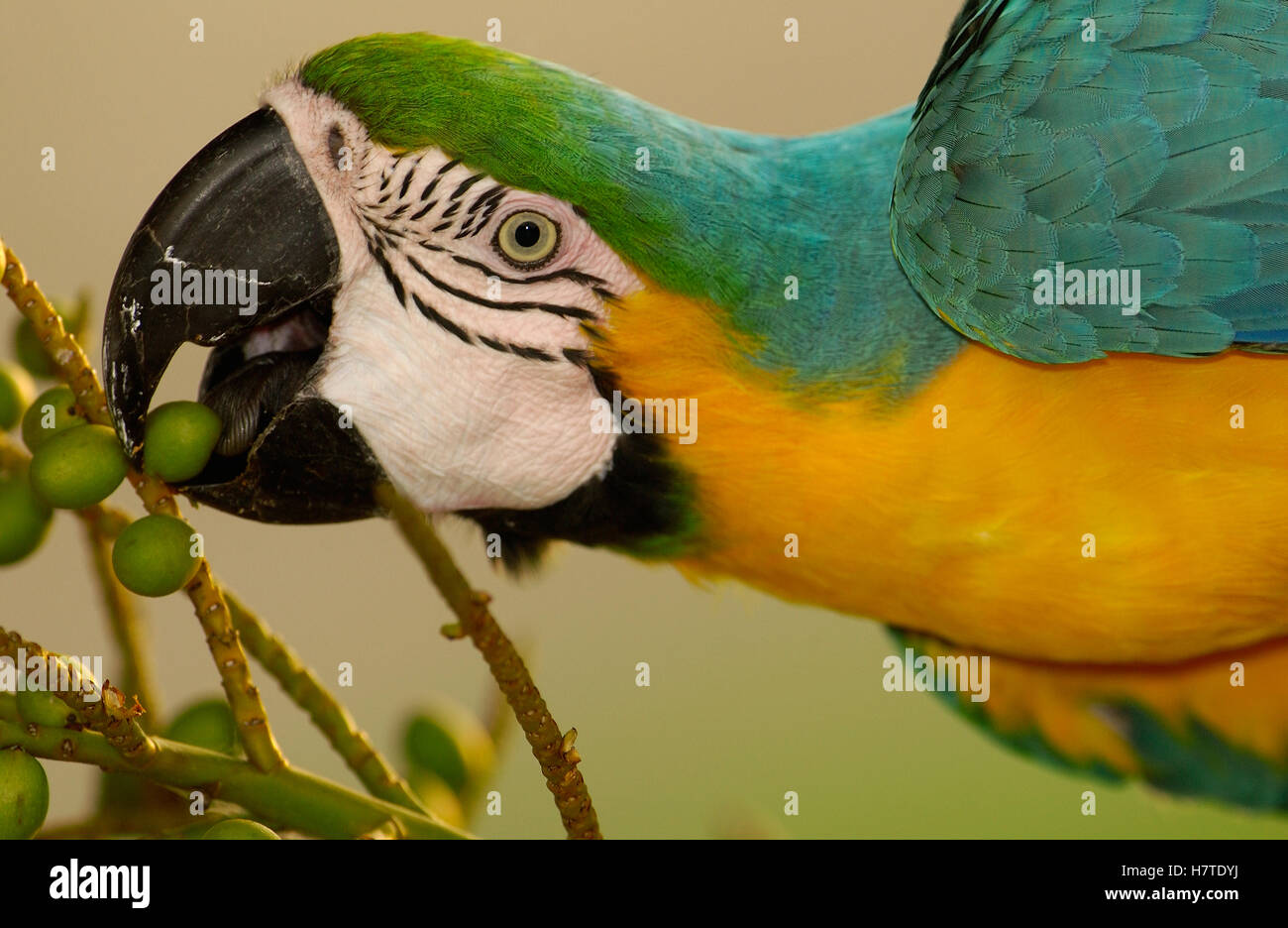 Blue and Yellow Macaw (Ara ararauna) feeding on palm fruits, native to ...