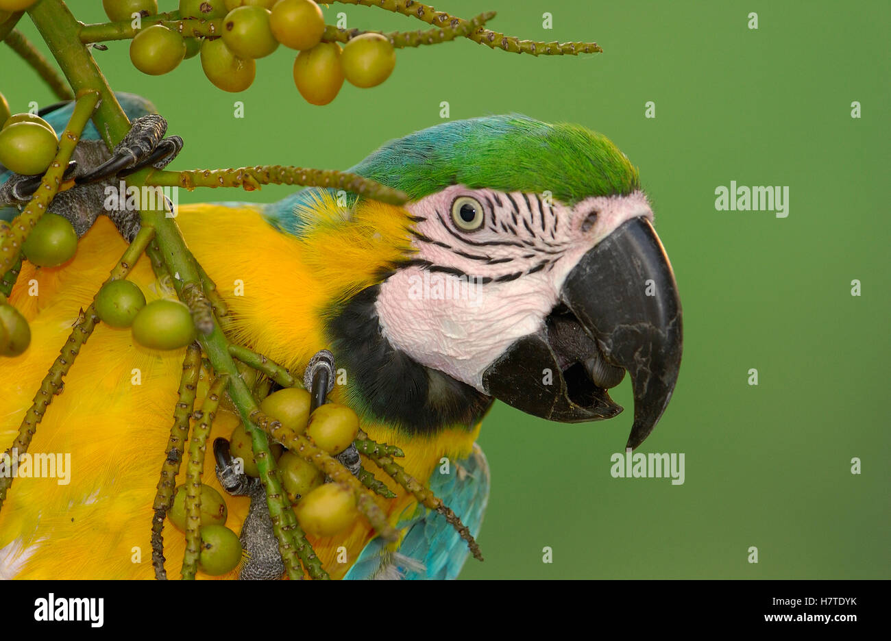 Blue and Yellow Macaw (Ara ararauna) pauses while feeding on palm fruit ...