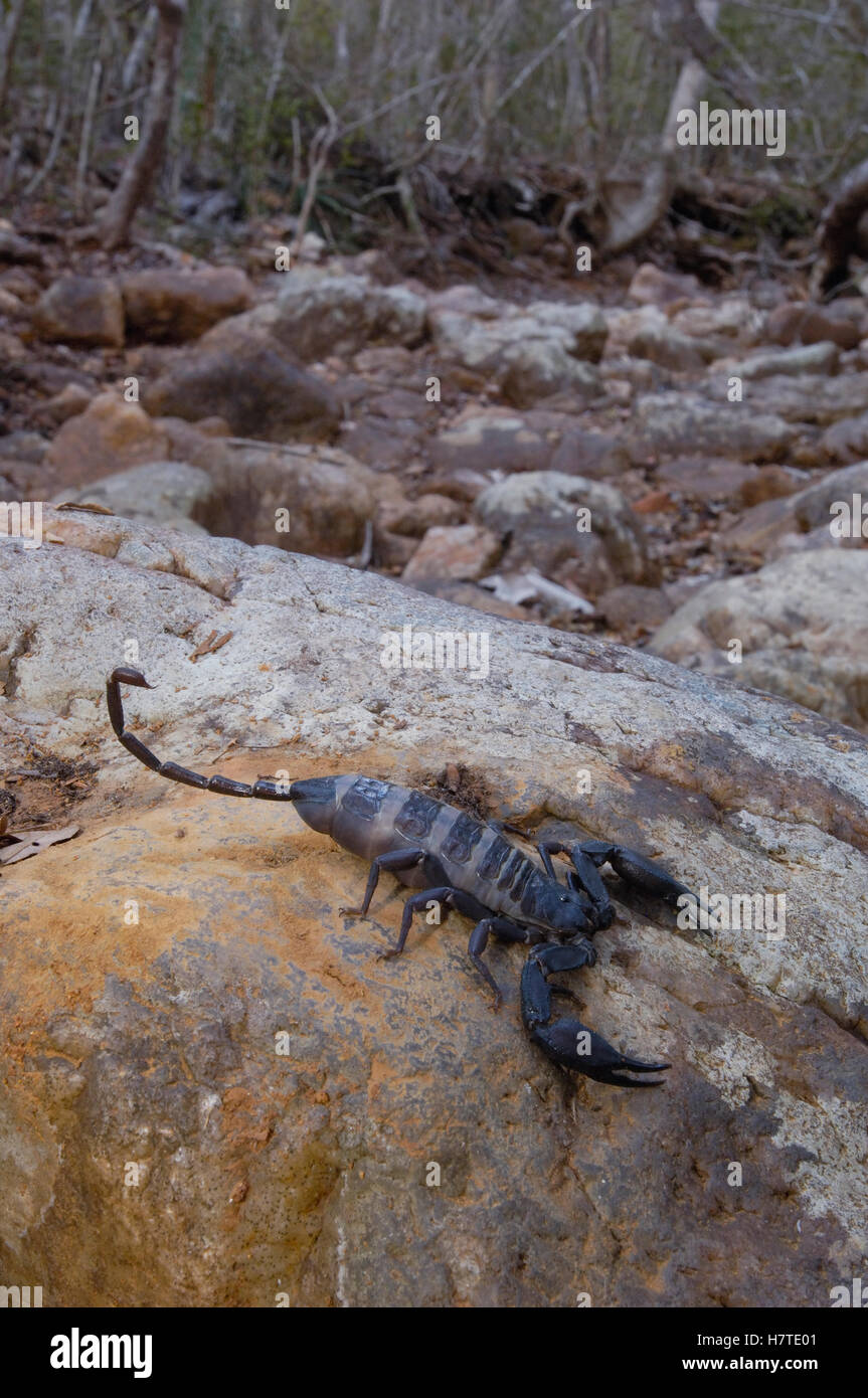 Daraina Scorpion, undescribed giant scorpion species, northern ...
