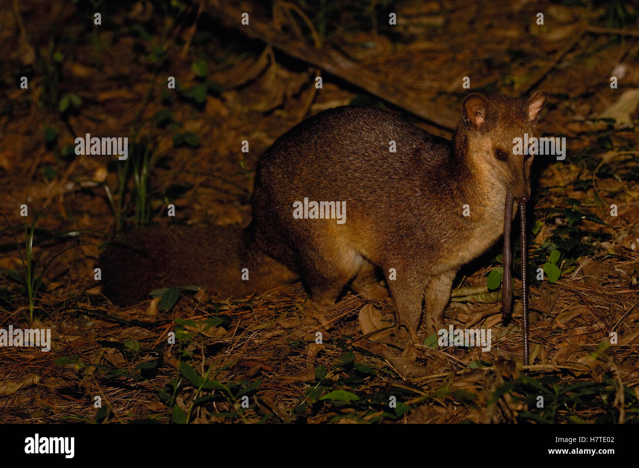 Malagasy Small-toothed Civet (Eupleres goudotii) pulling an earthworm ...
