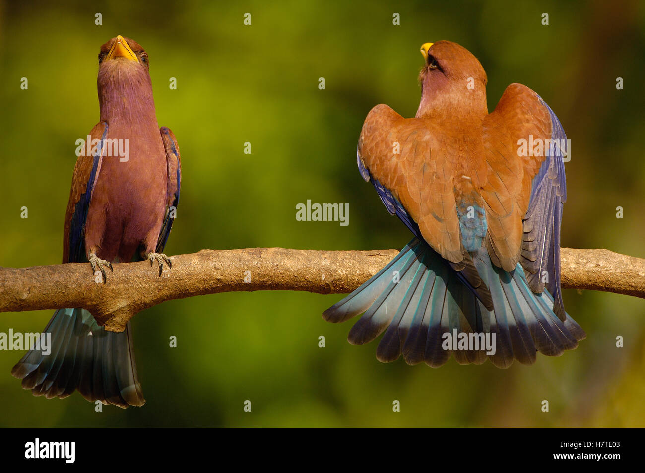 Broad-billed Roller (Eurystomus glaucurus) male and female in courtship ...