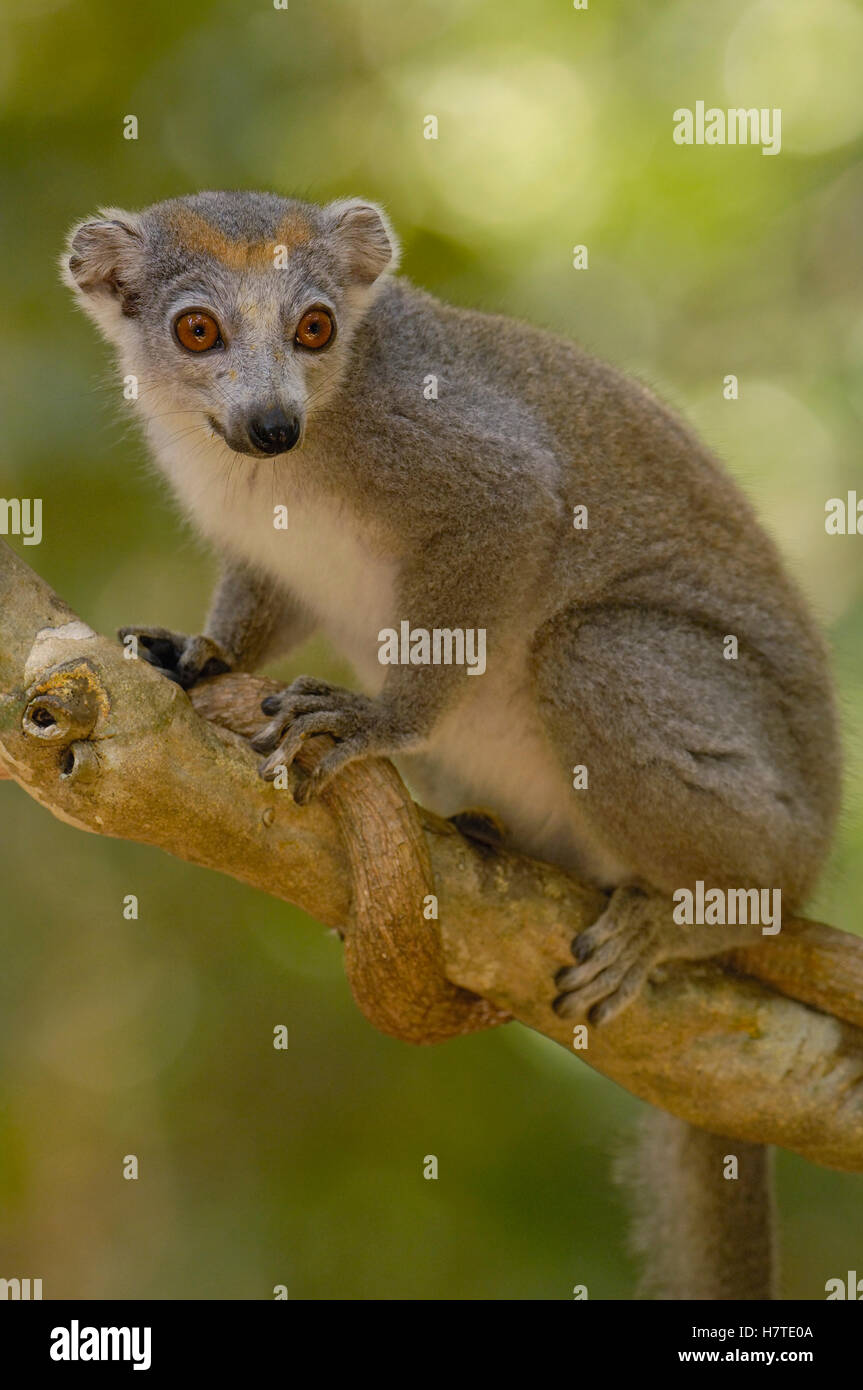 Crowned Lemur (Eulemur coronatus) female portrait, vulnerable, Ankarana ...