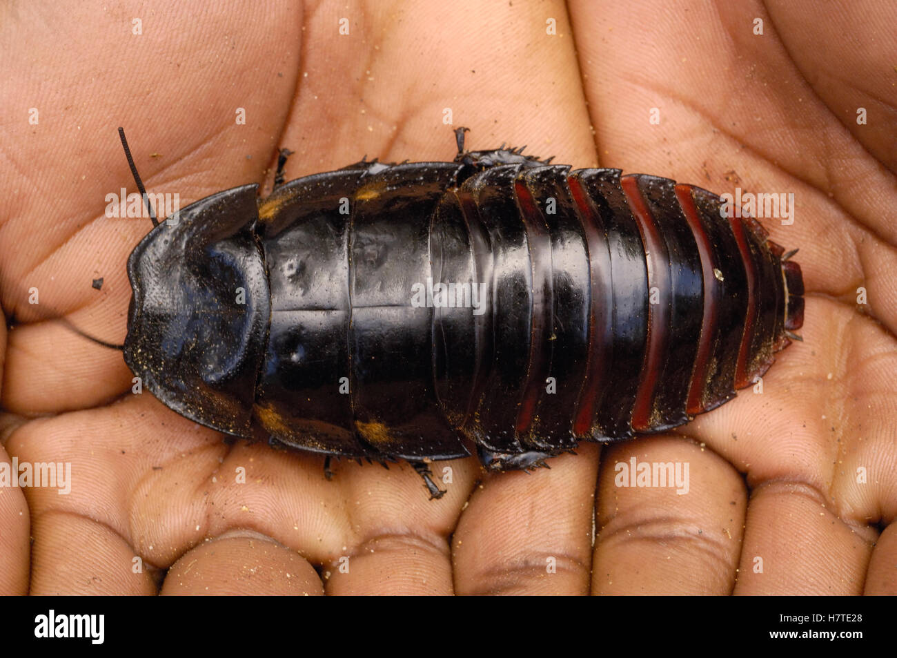 Giant Madagascar Hissing Cockroach (Gromphadorhina portentosa) this ...