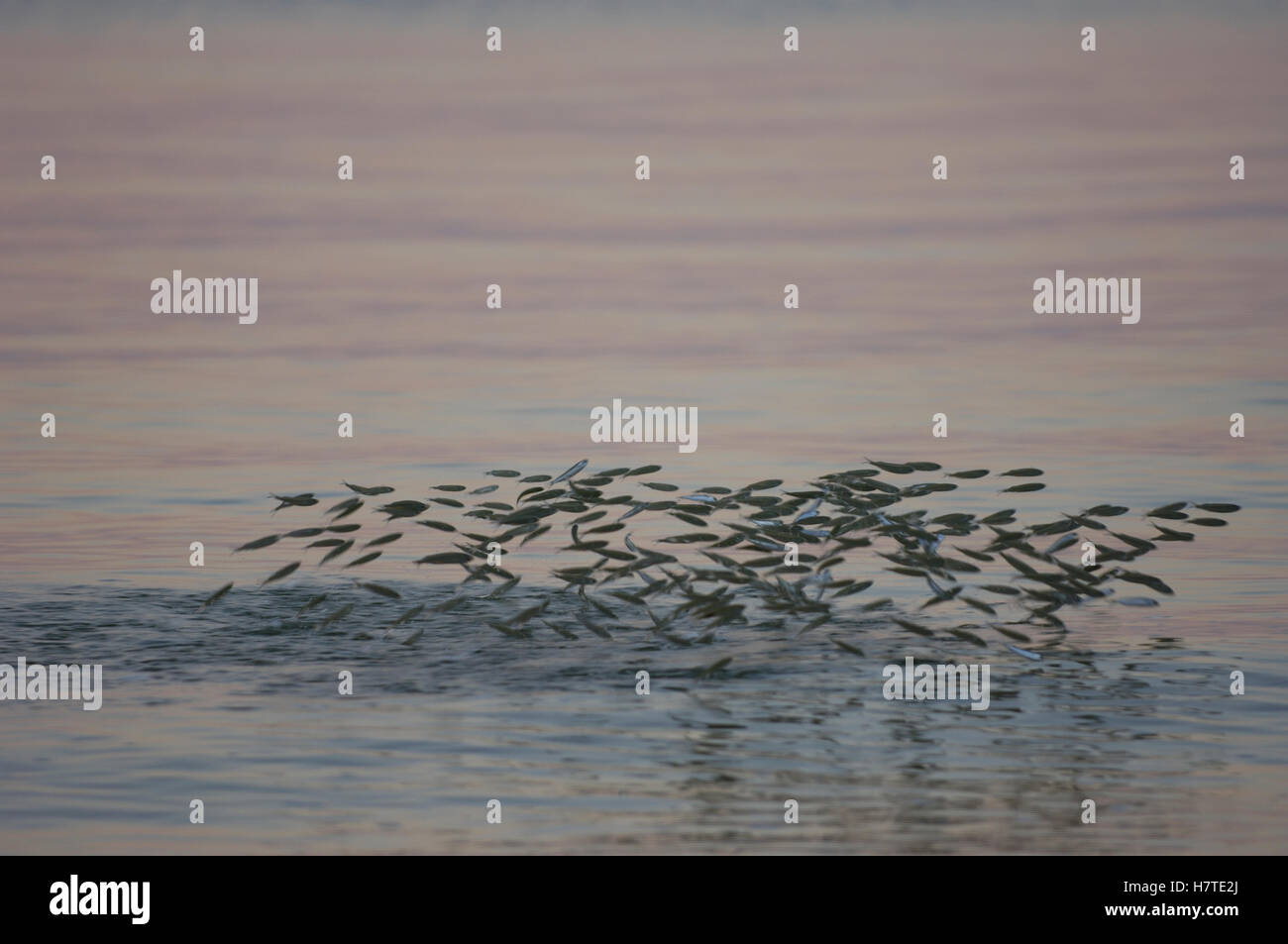 Small fish jumping out of water as they are being pursued by a larger ...