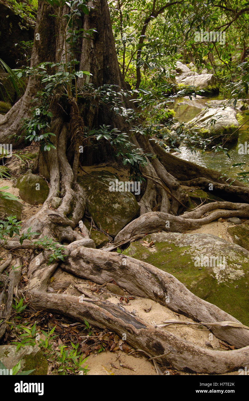 Canyon des Makis or Ring-tailed Lemur Canyon, forest showing tree roots ...