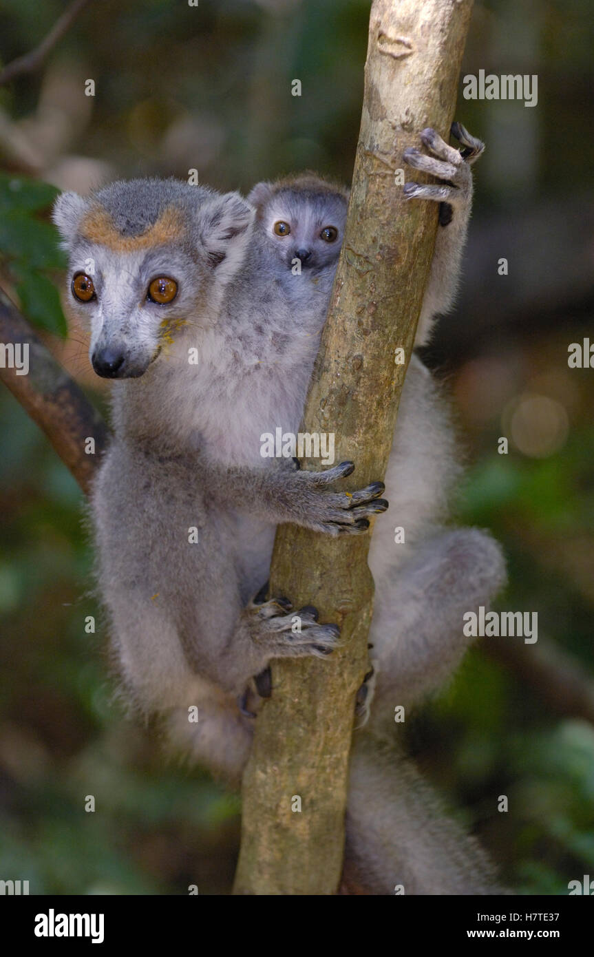 Crowned Lemur (Eulemur coronatus) mother with baby, vulnerable ...
