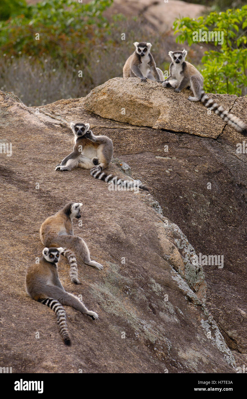 Ring-tailed Lemur (Lemur catta) group sunning on rocks near Andringitra ...