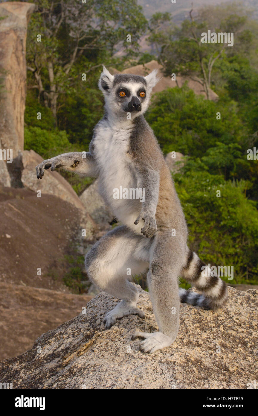 Ring-tailed Lemur (Lemur catta) male standing upright on rocks in the ...